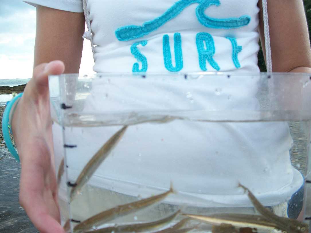 Seining the beach – Searsport Shores Ocean Camping Blog